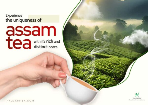 Best Assam Black Tea Blog | Get Information About Tea Articles