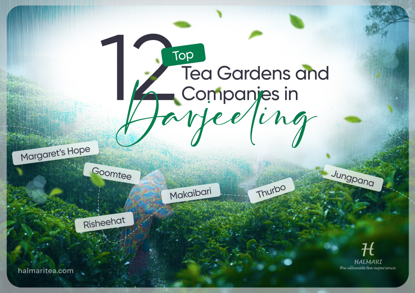 Top 12 Best Tea Gardens and Estates in Darjeeling